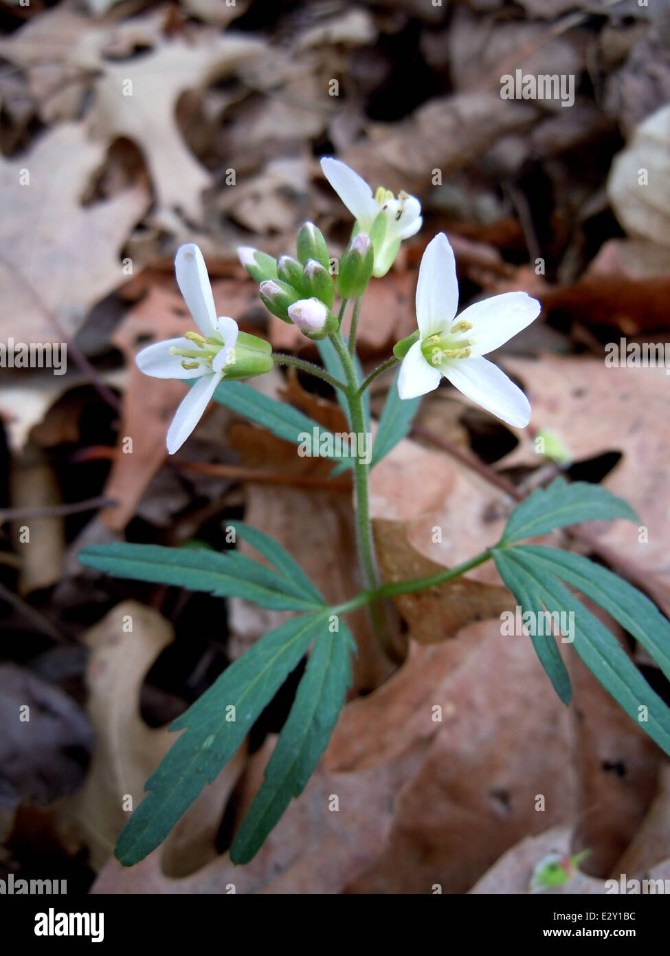 Cutleaf toothwort hi-res stock photography and images - Alamy