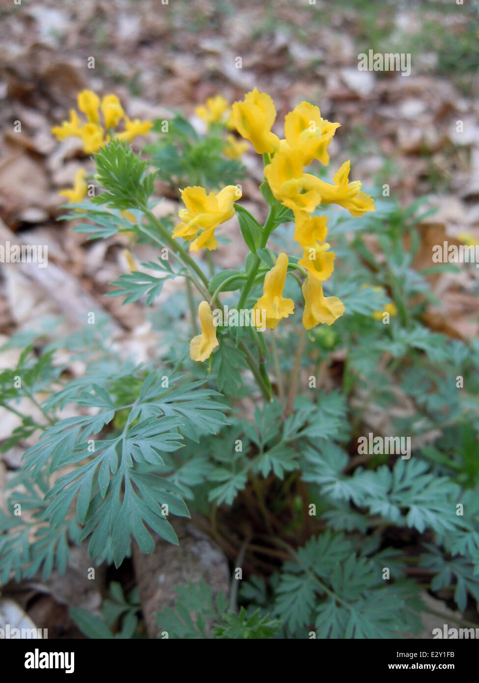 The Slender Corydalis, a wildflower species, blooms in the Port Louisa ...