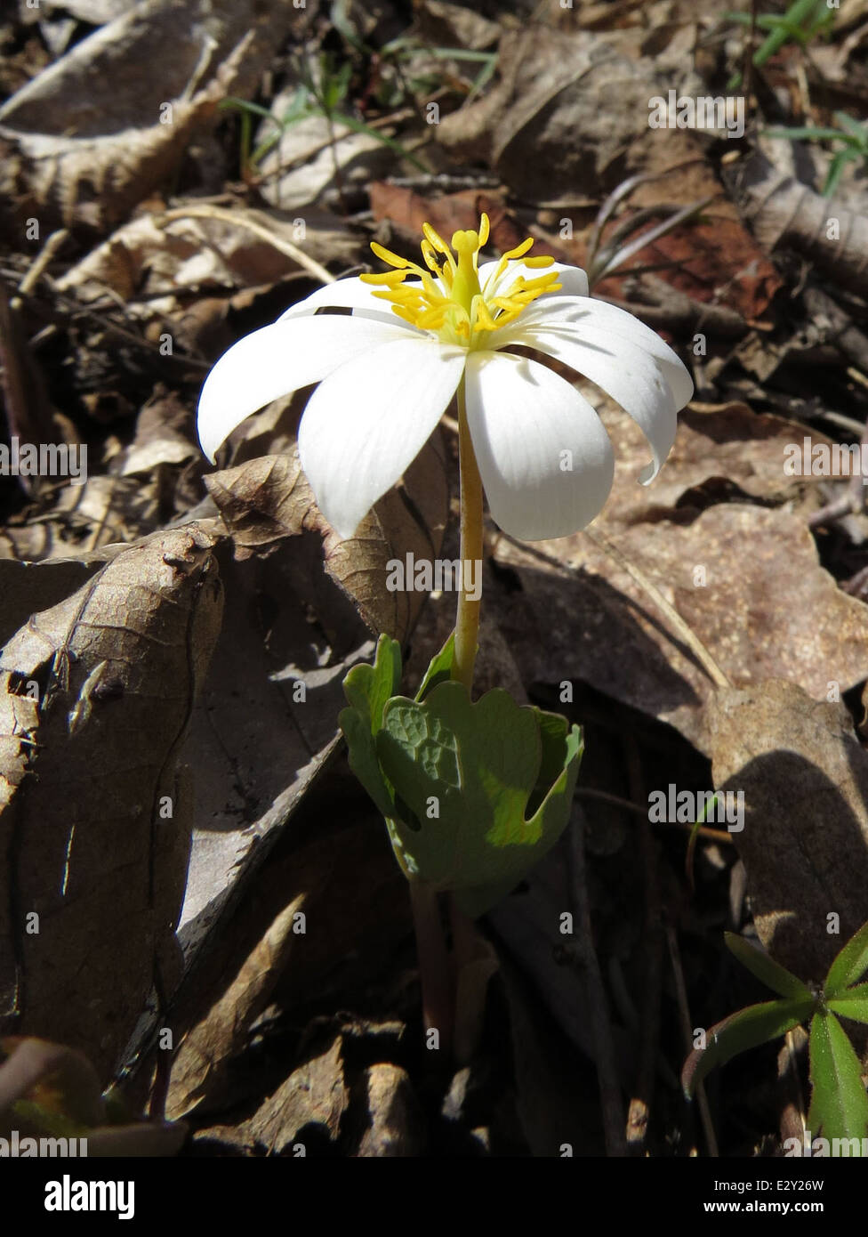 Blood root plants hi-res stock photography and images - Alamy