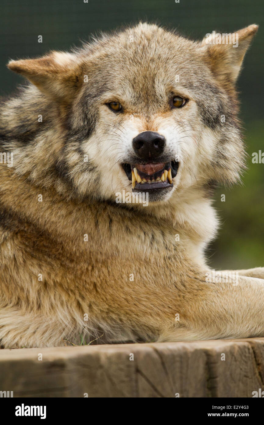 Grey Wolf (Canis lupus Stock Photo - Alamy