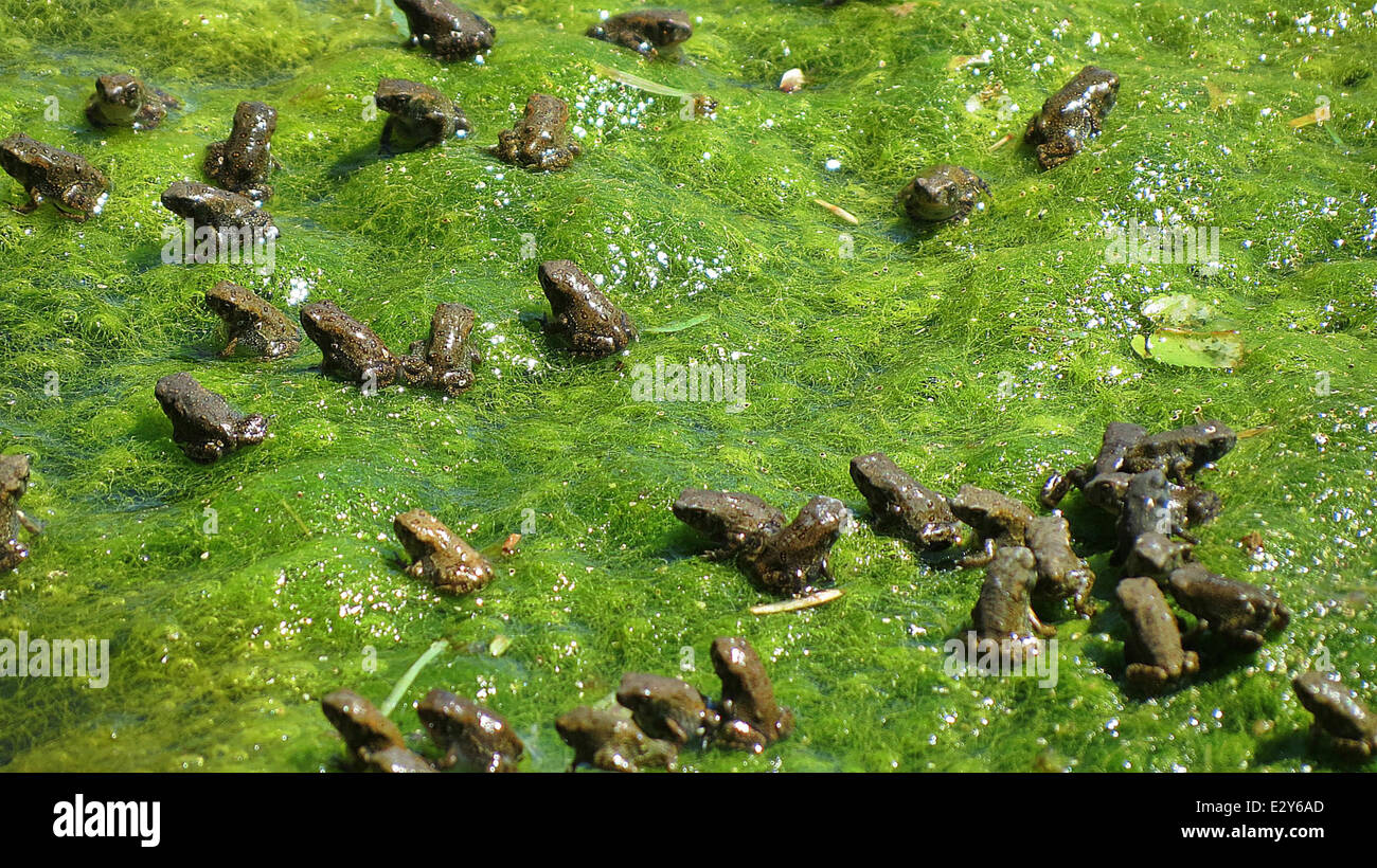 Toadlets at Neosho National Fish Hatchery in Missouri are part of a ...