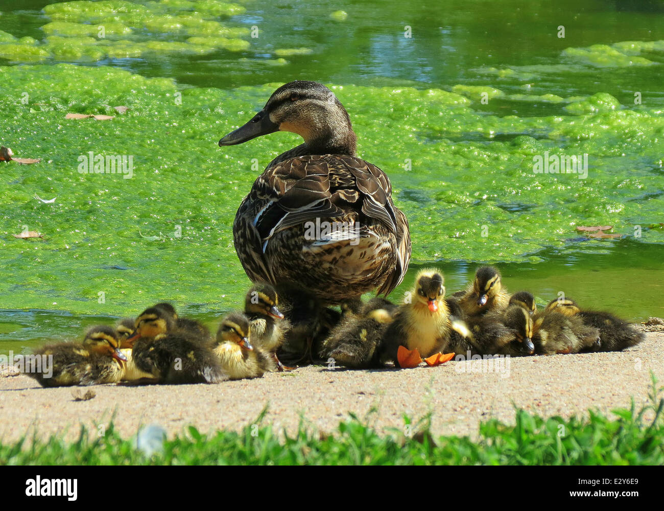 Ducklings at Neosho National Fish Hatchery Stock Photo - Alamy