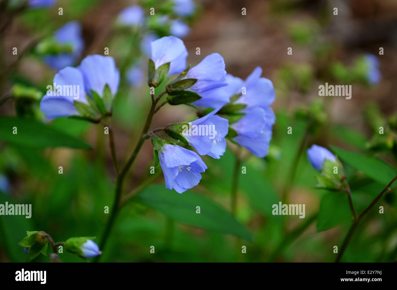 Jacobs Ladder flowers bloom in Minnesota gardens during the spring ...
