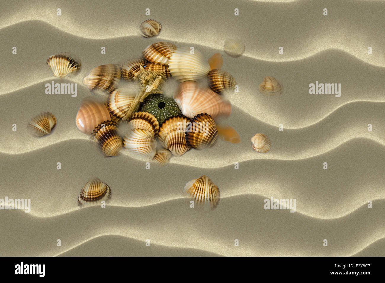 Various sea shells on sand at the beach Stock Photo - Alamy