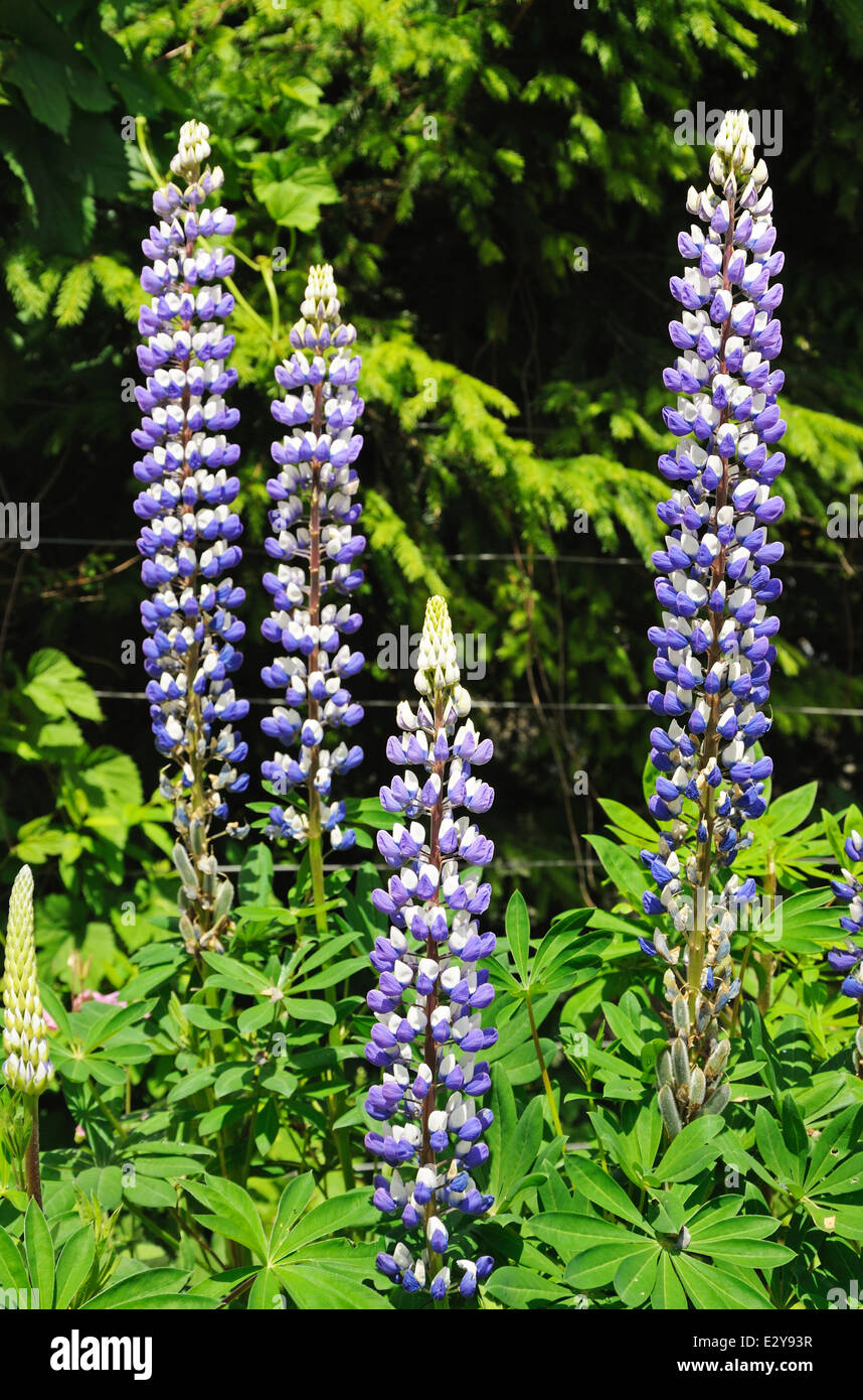 White lupin hi-res stock photography and images - Alamy
