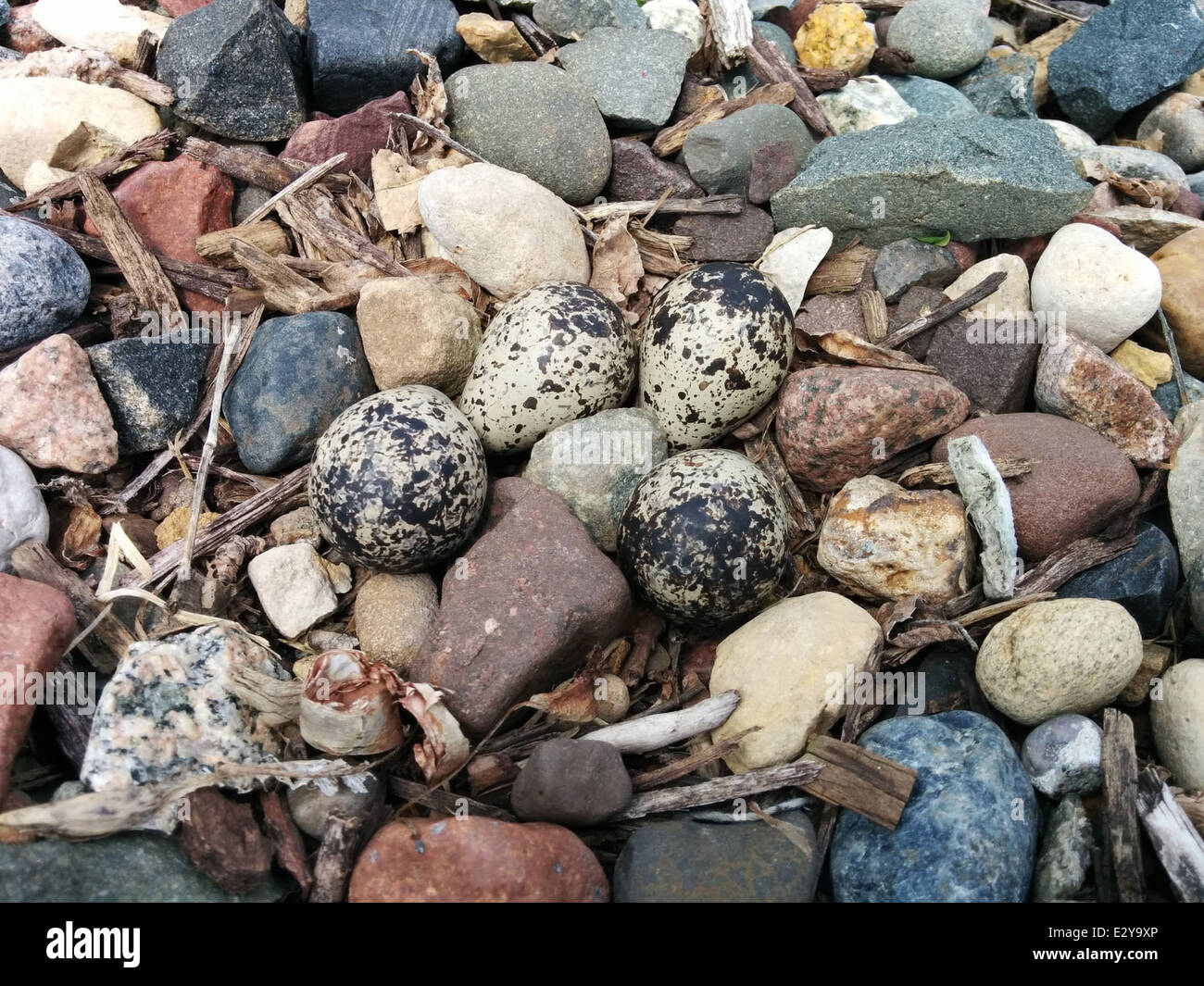 A killdeer bird nest is shown in a natural setting in Minnesota, with ...