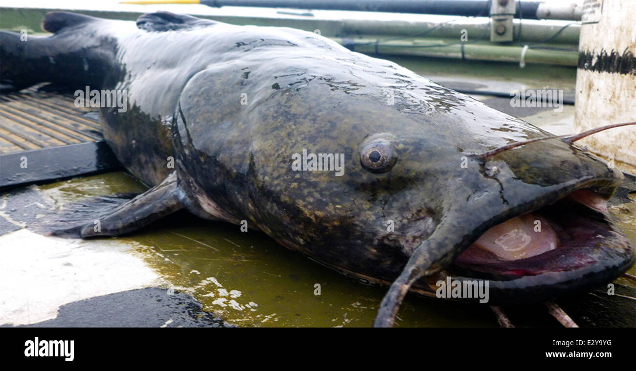 Flathead catfish, native to Illinois rivers, are a large species known ...
