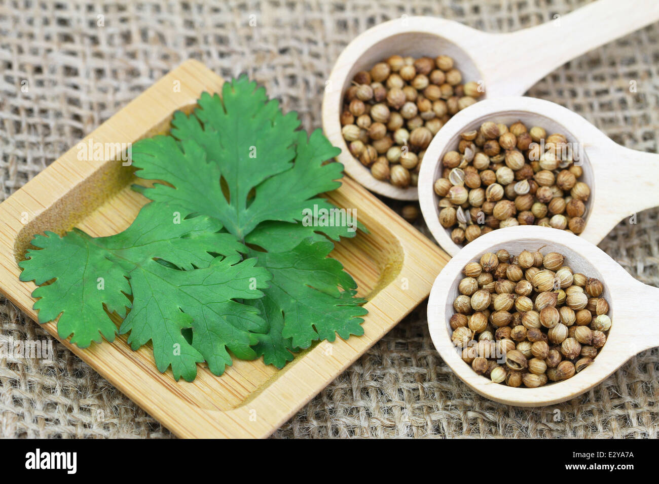 Coriander seeds on wooden spoons and coriander leaves Stock Photo - Alamy