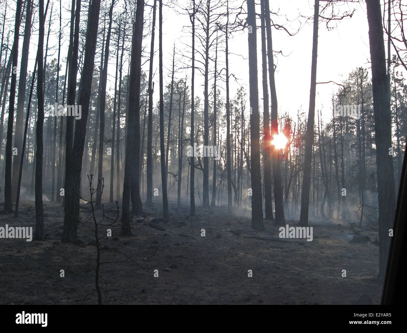 Burned trees hi-res stock photography and images - Alamy