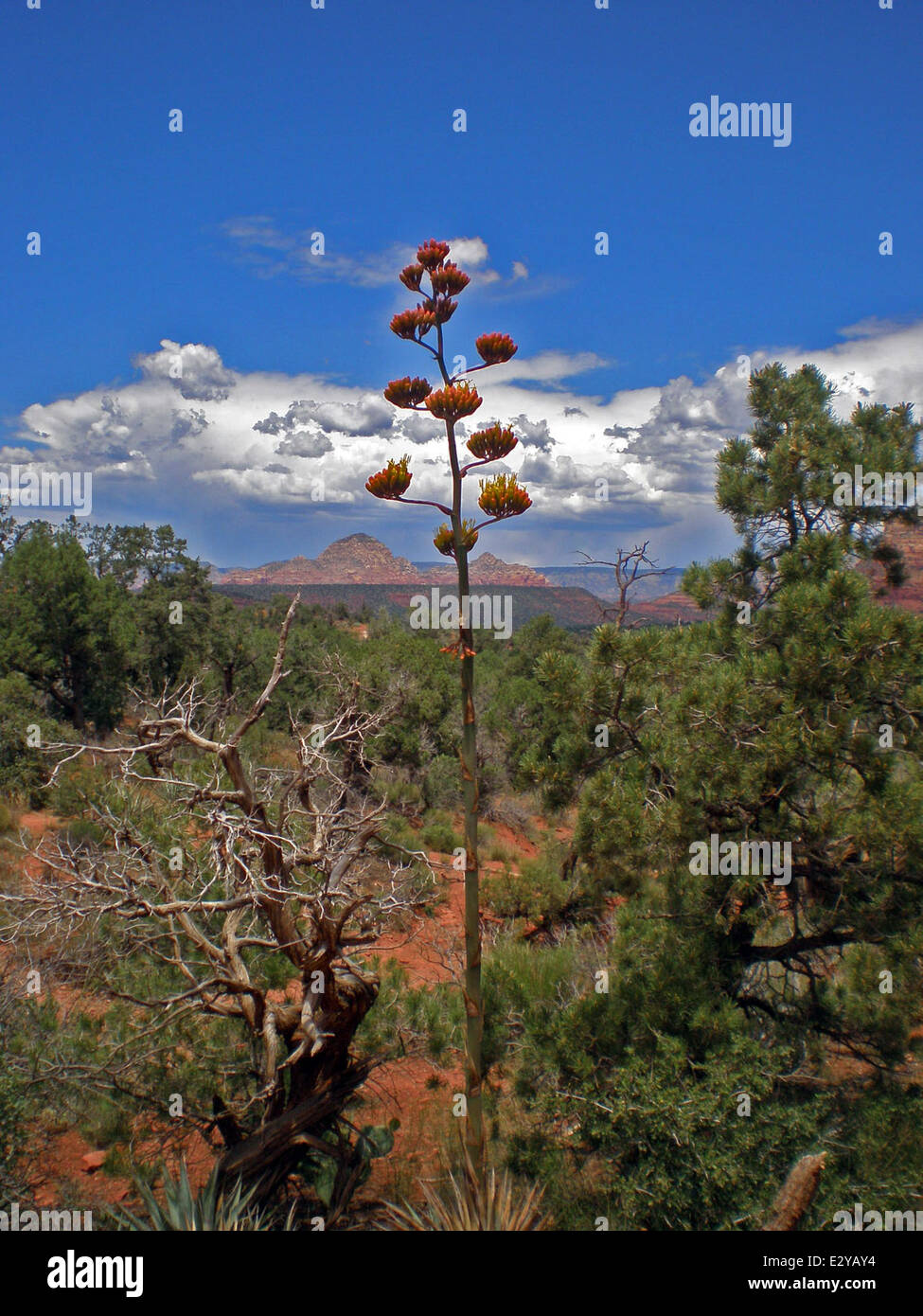 The Century Plant blooms along the Bell Rock Pathway in the Coconino ...