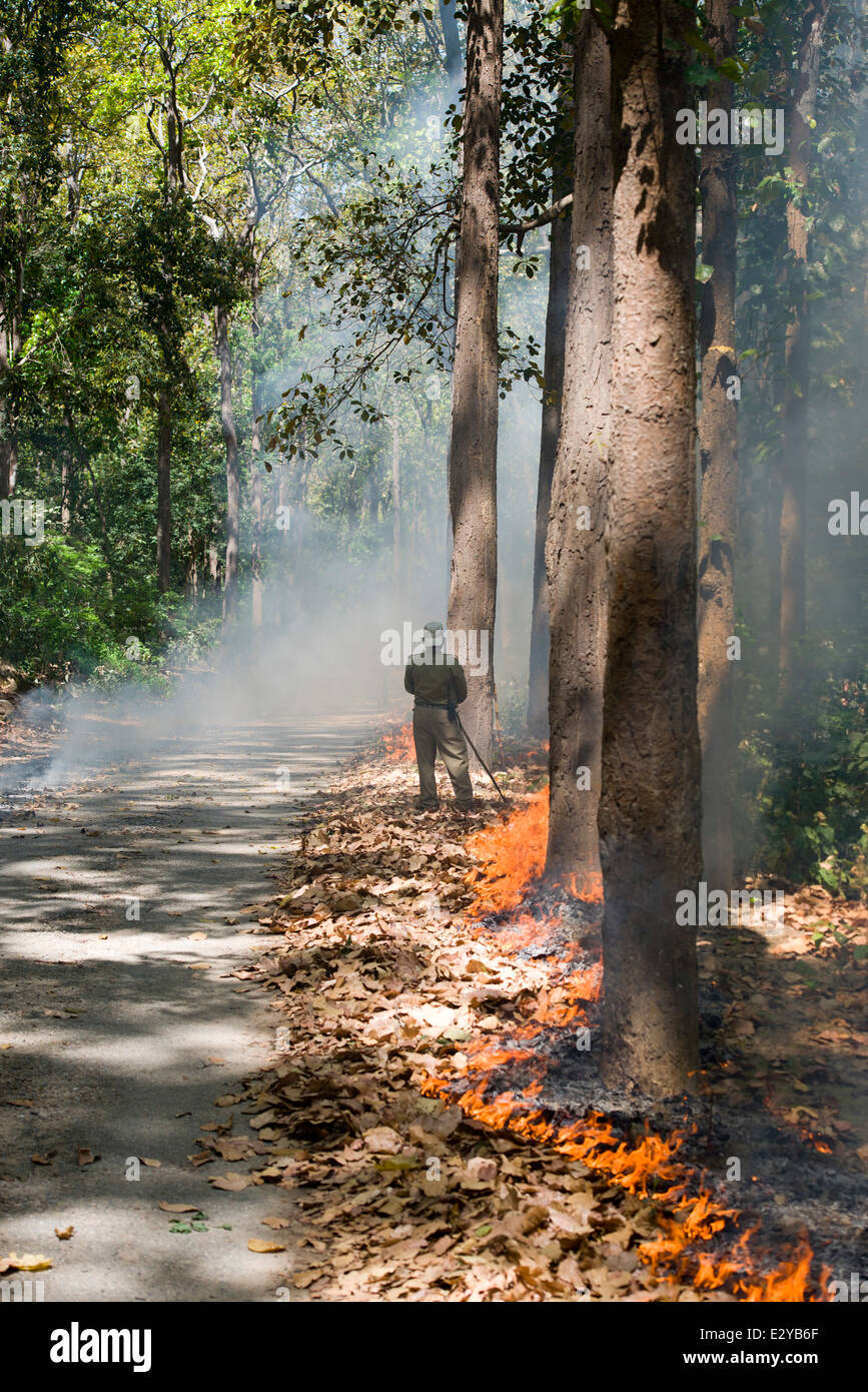 Controlled Forest Fire Stock Photo - Alamy