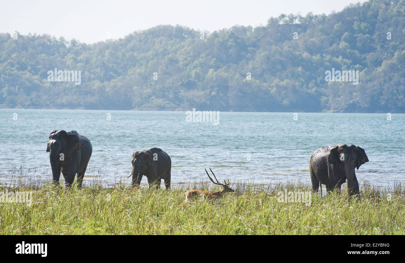 A Chital Stag and Three Elephants Stock Photo - Alamy