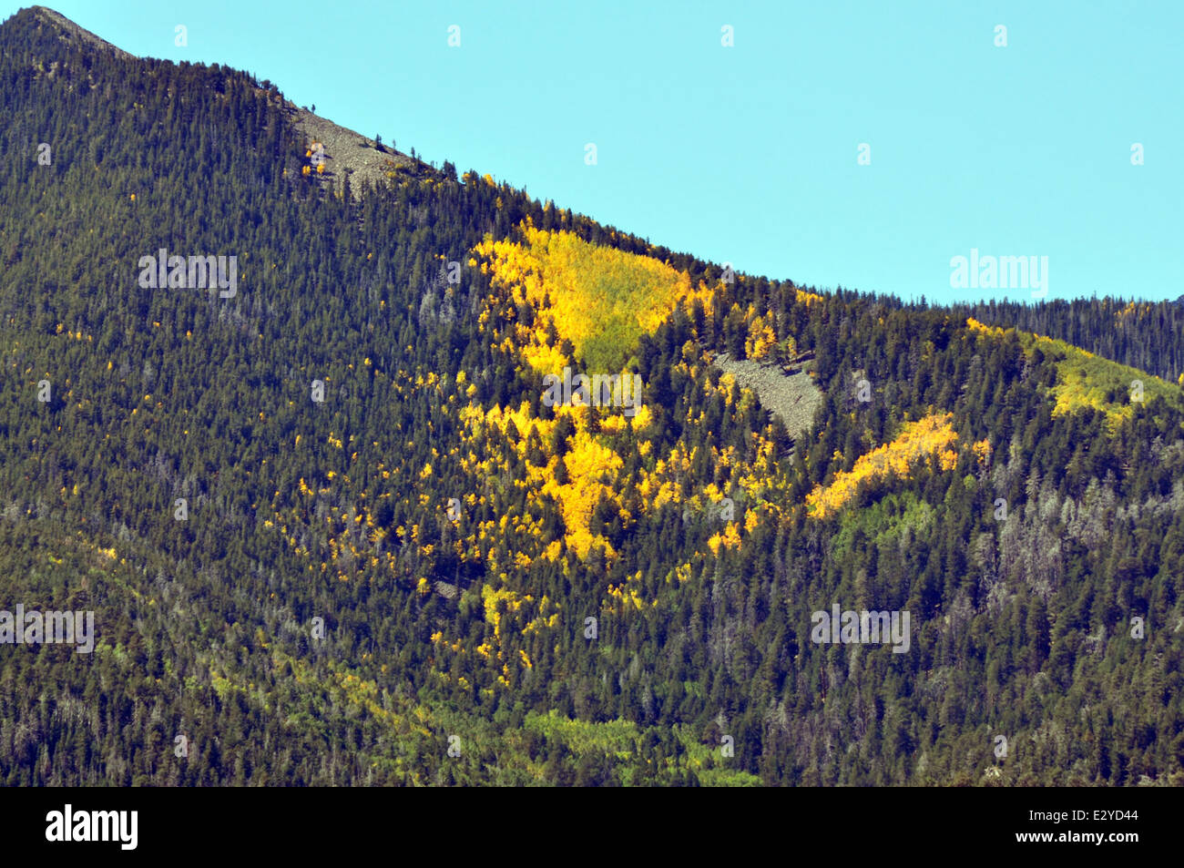 The vibrant fall colors of Coconino National Forest are visible from ...