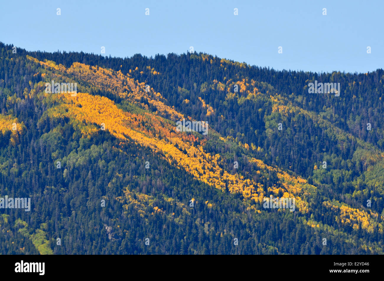 The fall foliage in Coconino National Forest along Highway 89 provides ...