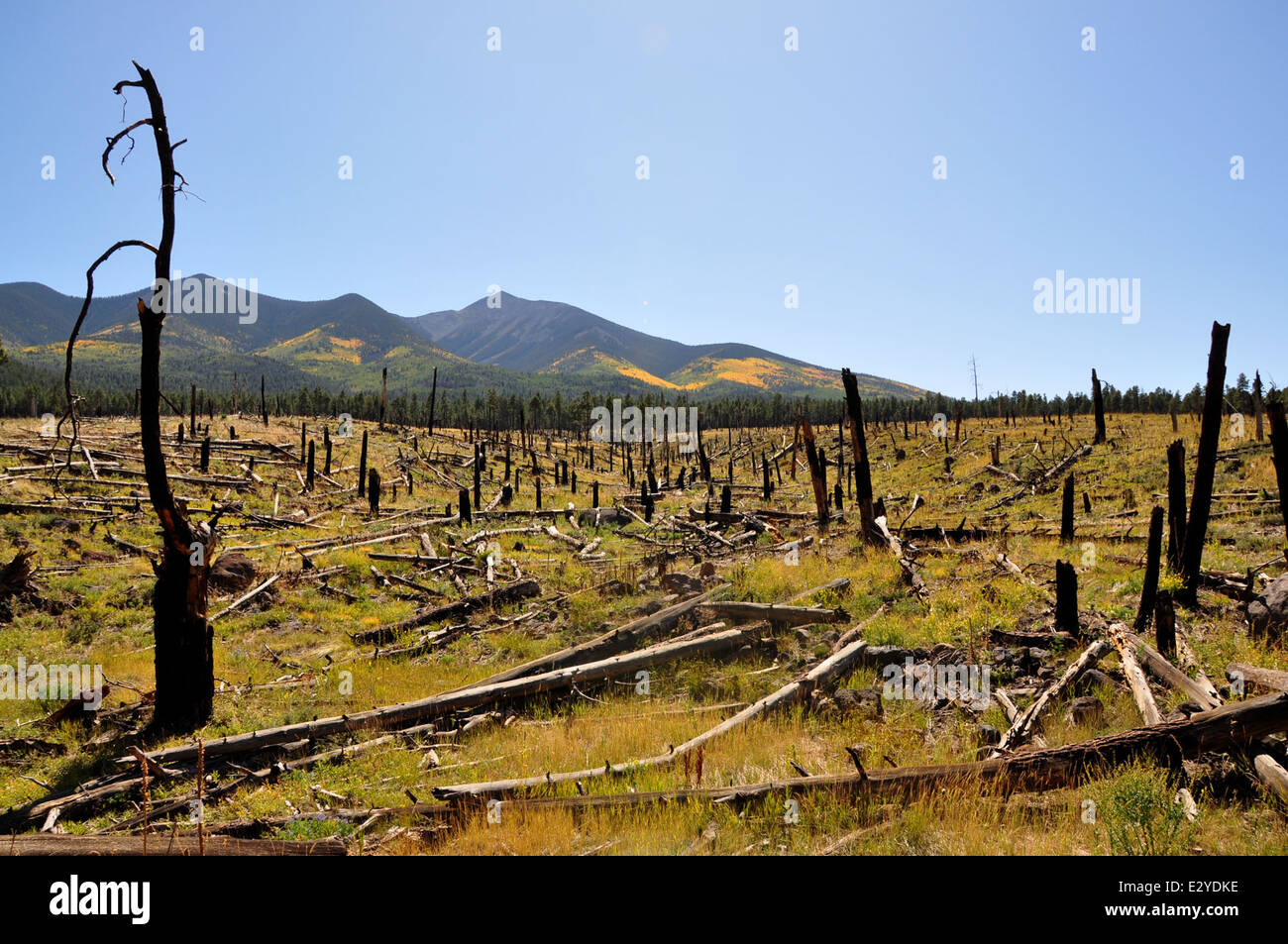 Burnt aspen hi-res stock photography and images - Alamy