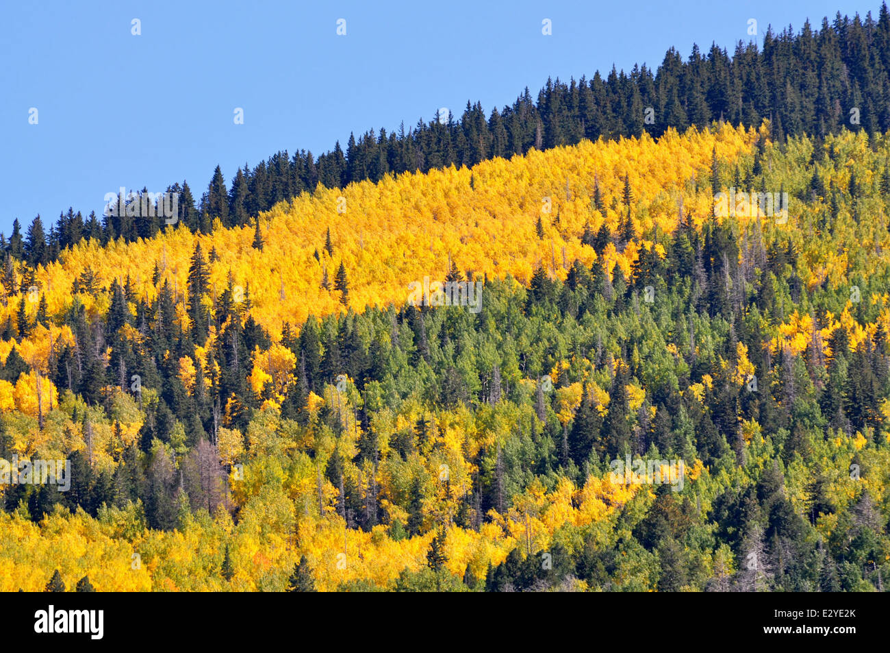 Aspen trees lining the Around the Peaks Loop trail in Coconino National ...