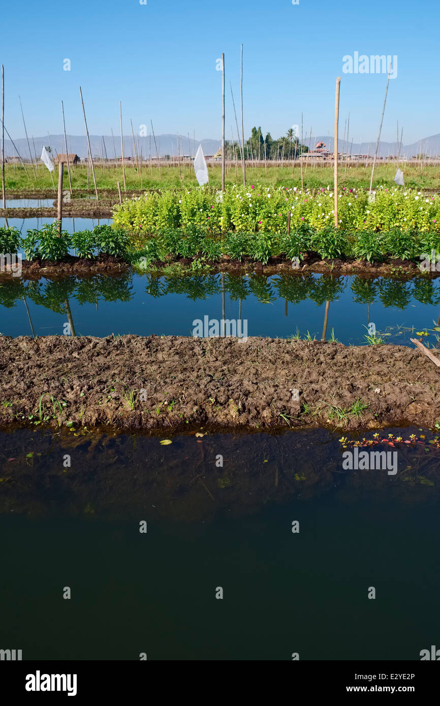 Floating gardens, Inle Lake, Myanmar, Asia Stock Photo - Alamy