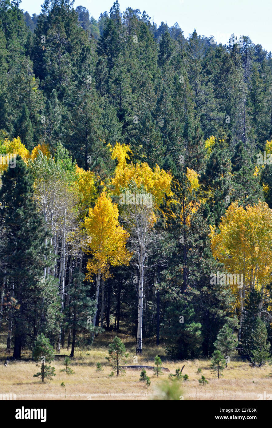 The fall colors along the Around the Peaks Loop in Coconino National ...