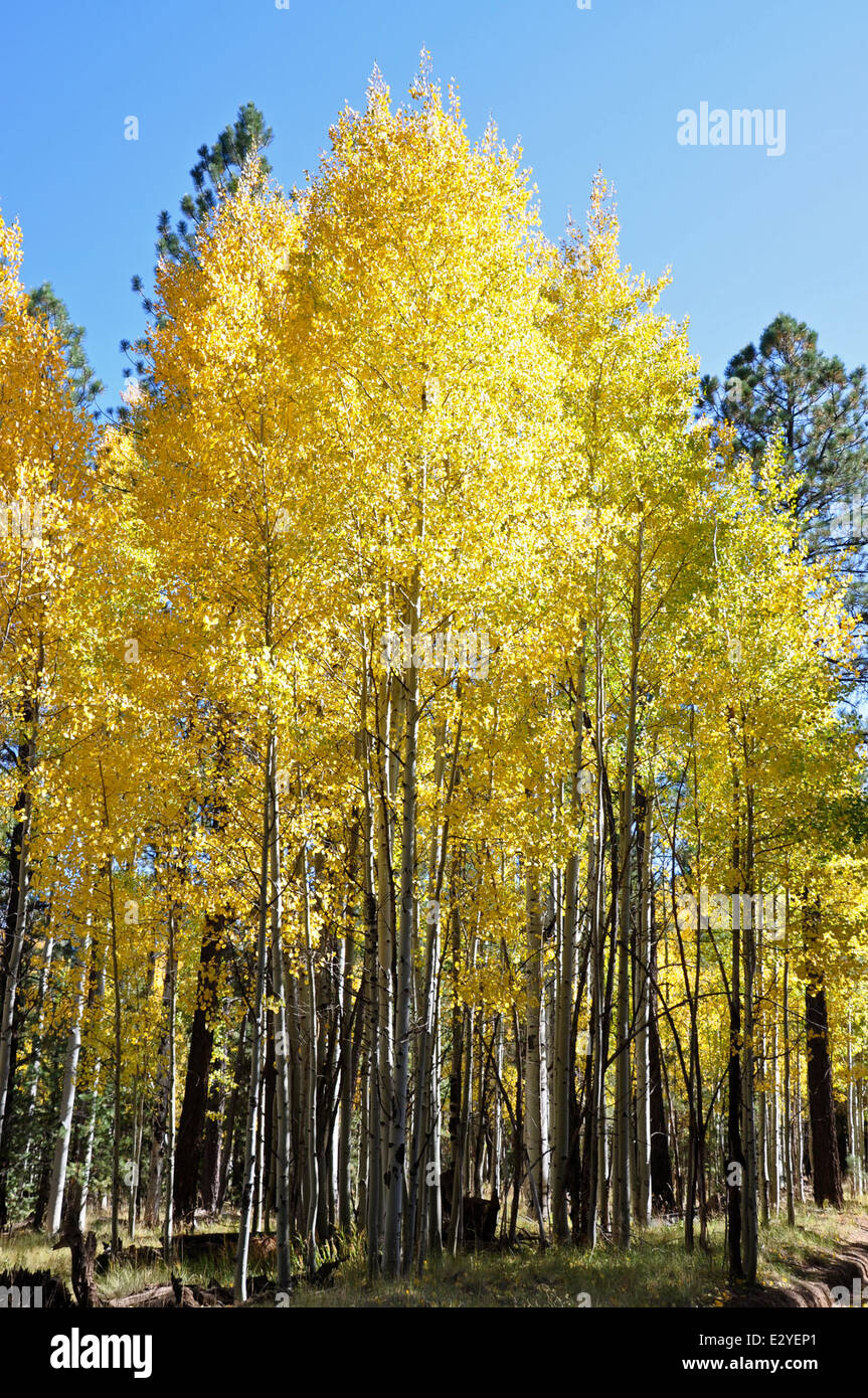 A stand of Aspen trees off Forest Road 418 in the Coconino National ...