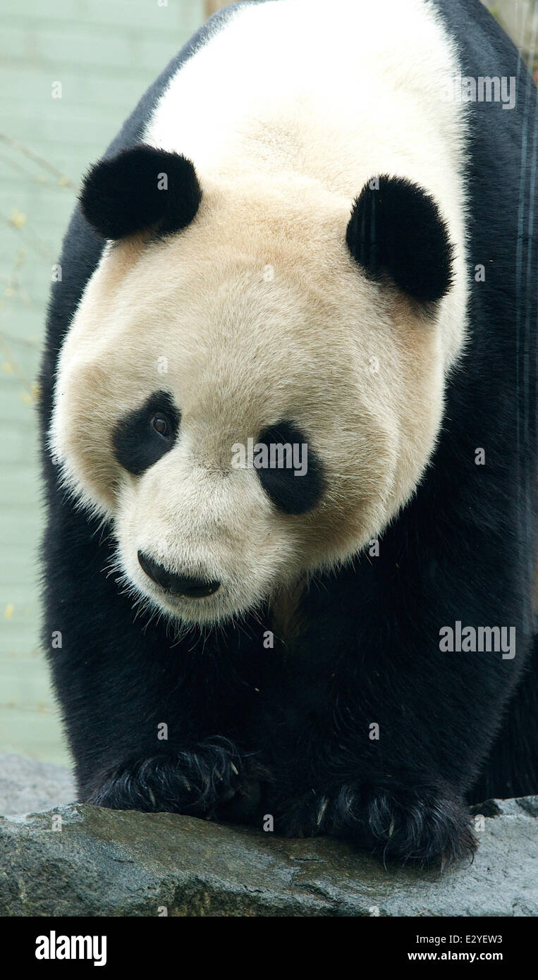 Male Panda Yang Guang was allowed into the enclosure of his female ...
