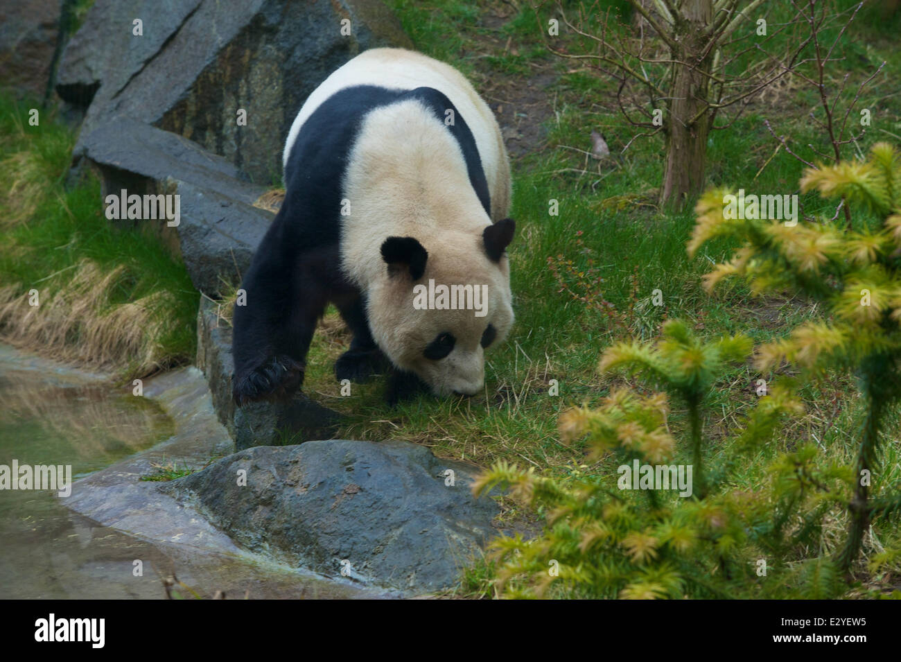 Male Panda Yang Guang was allowed into the enclosure of his female ...
