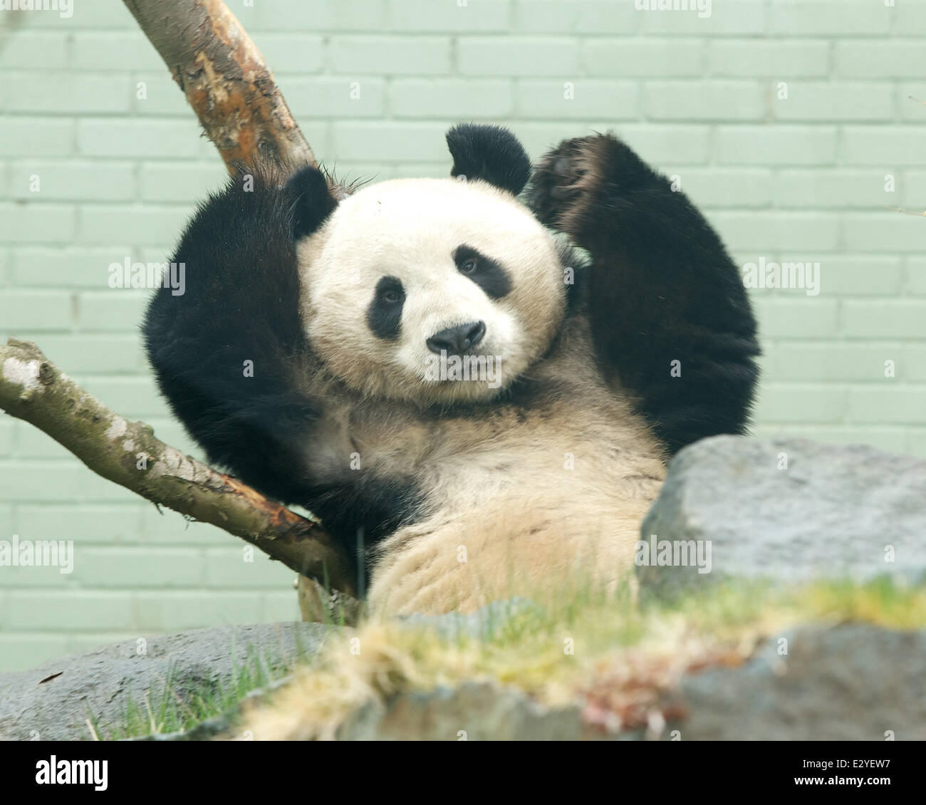Male Panda Yang Guang was allowed into the enclosure of his female ...