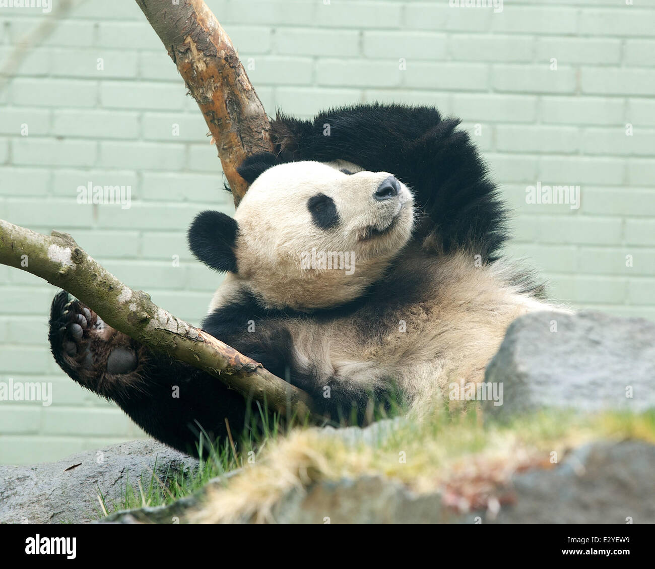 Male Panda Yang Guang was allowed into the enclosure of his female ...