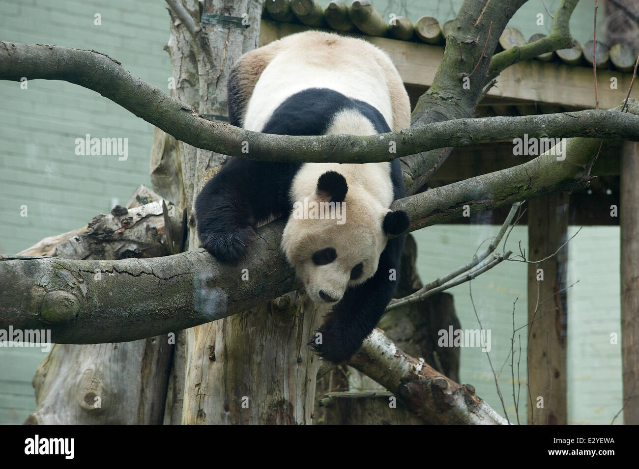 Male Panda Yang Guang was allowed into the enclosure of his female ...