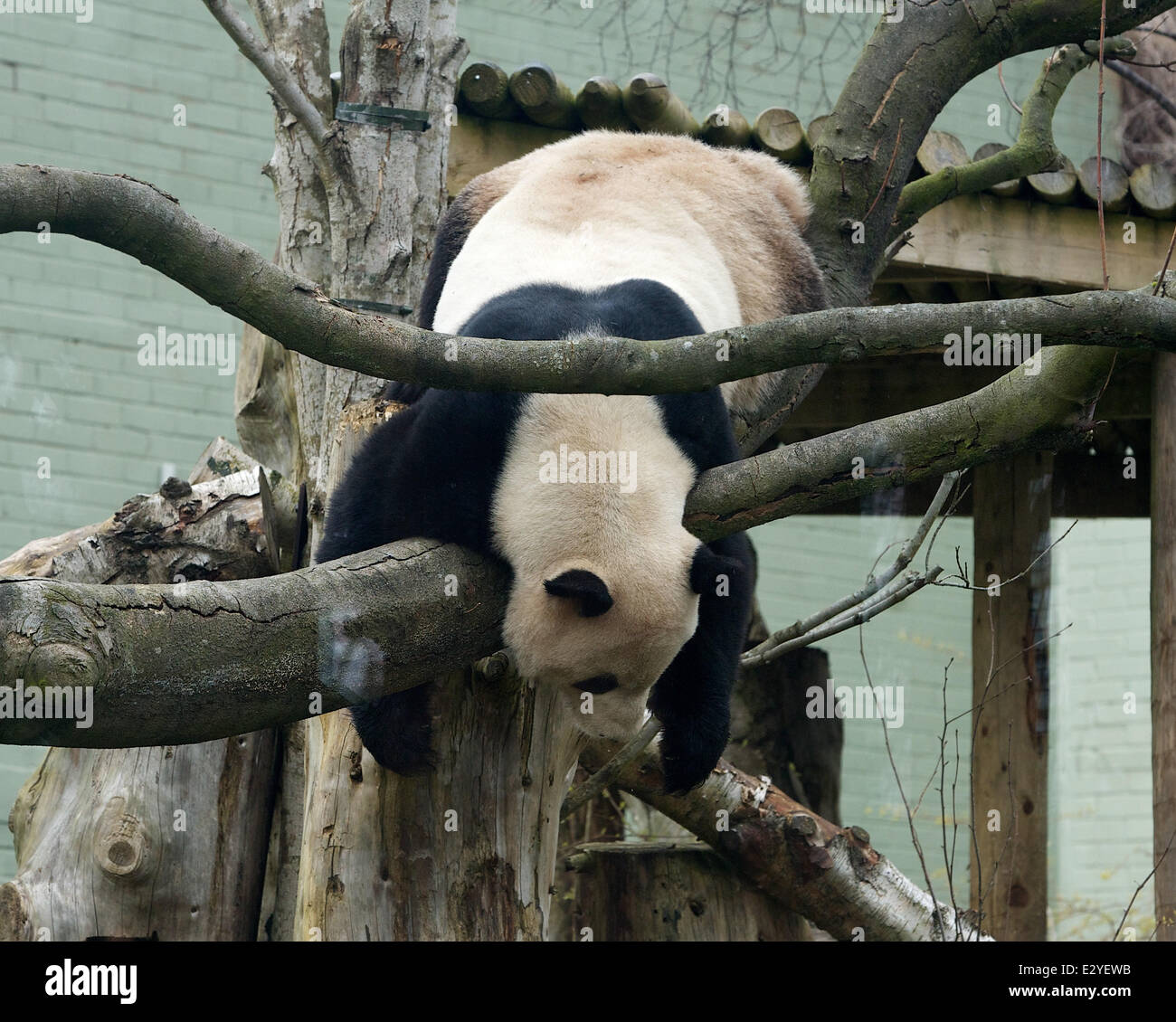 Male Panda Yang Guang was allowed into the enclosure of his female ...