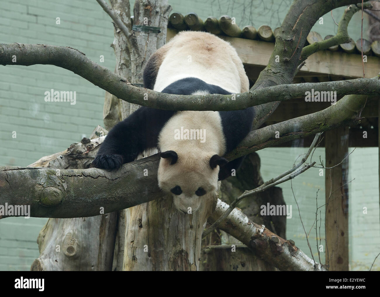 Male Panda Yang Guang was allowed into the enclosure of his female ...