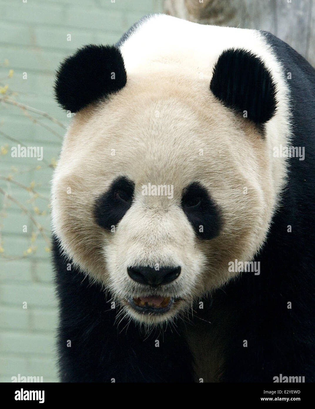 Male Panda Yang Guang was allowed into the enclosure of his female ...