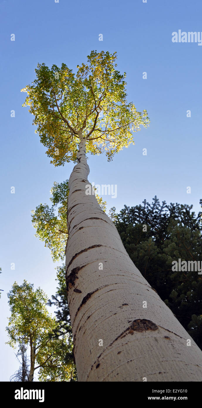 This image captures the vibrant fall colors of a tall aspen tree in ...