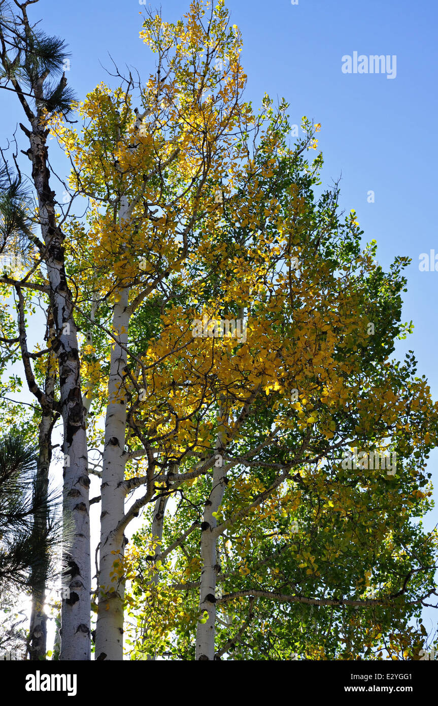 The vibrant yellow and green colors of Aspen trees along the Peaks Loop ...