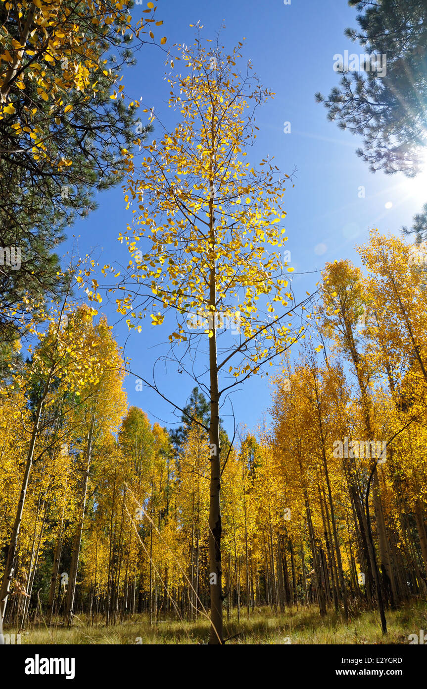 The Lone Aspen, surrounded by other trees, stands out along the Around ...
