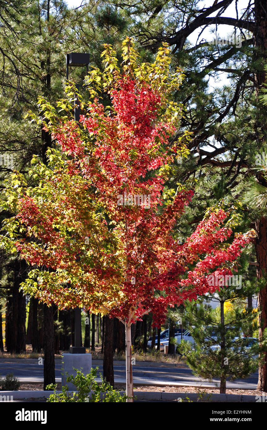 Red and green Maple Tree Stock Photo - Alamy