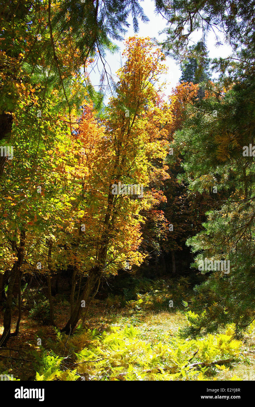 Dane ridge hi-res stock photography and images - Alamy