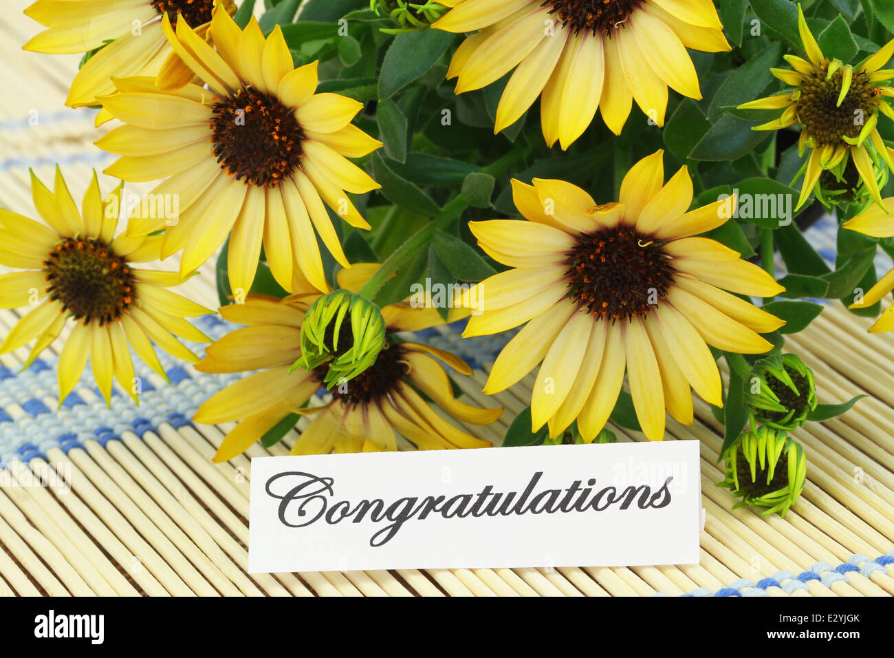 Congratulations card with yellow daisies Stock Photo - Alamy