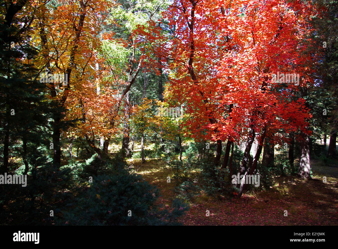 Fall foliage along Forest Road 321C in Coconino National Forest ...