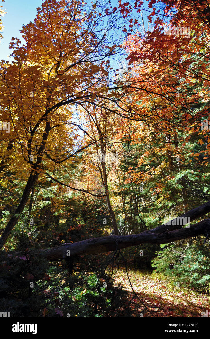 The fall colors atop the Mogollon Rim in the Coconino National Forest ...