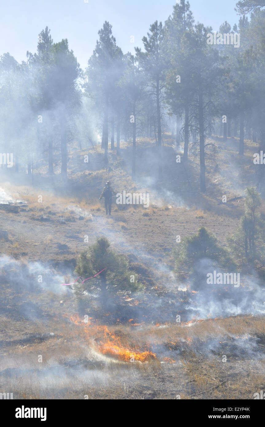 A prescribed burn in Coconino National Forest is a controlled fire ...