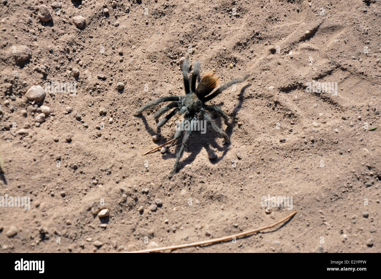 A tarantula in the Coconino National Forest is an example of the region ...
