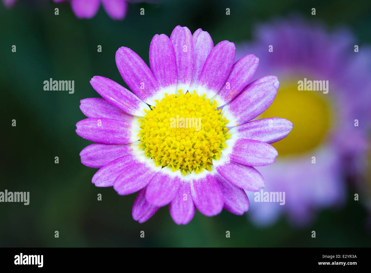 Violet Senecio flower Stock Photo - Alamy
