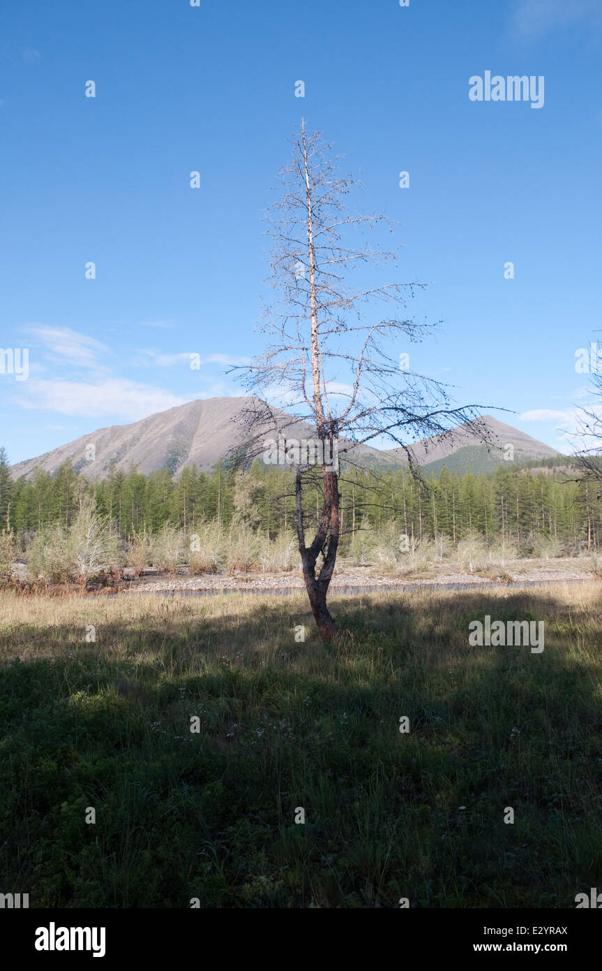 Russia, Yakutia. Lonely dry larch, near the mountain river on a ...