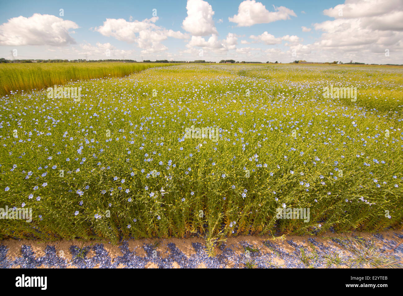 Flax agricultural crop crops in field hi-res stock photography and ...