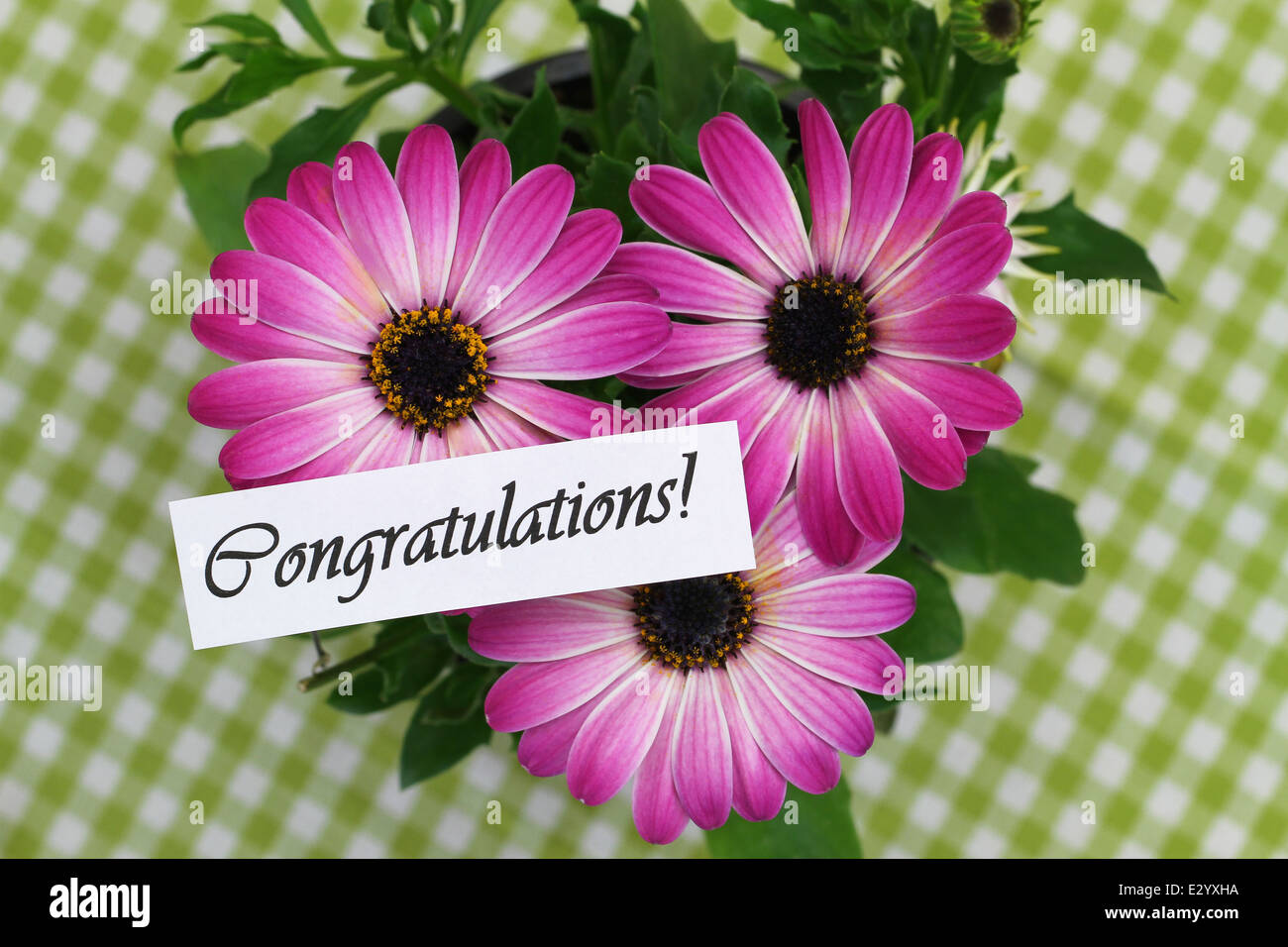 Congratulations card with pink gerbera daisies Stock Photo - Alamy