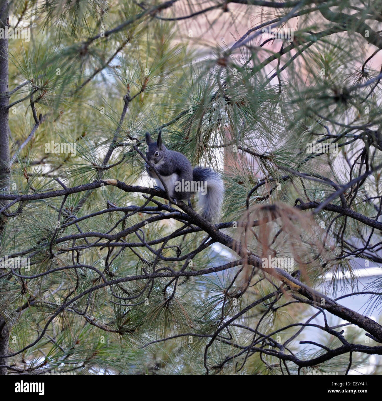 A squirrel is spotted in a pine tree within Coconino National Forest ...