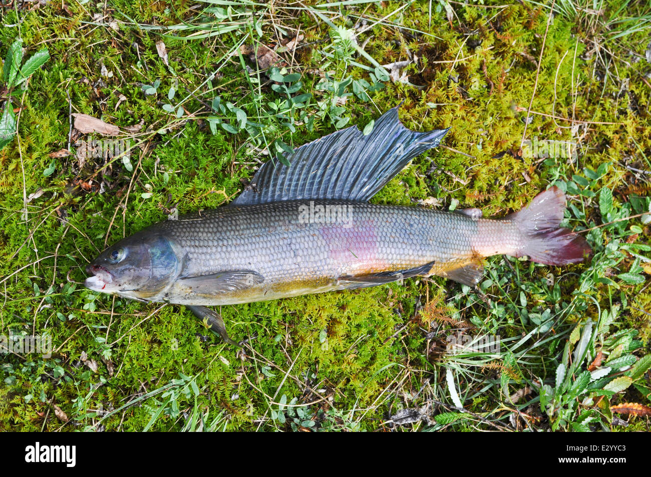 Grayling fish hi-res stock photography and images - Alamy