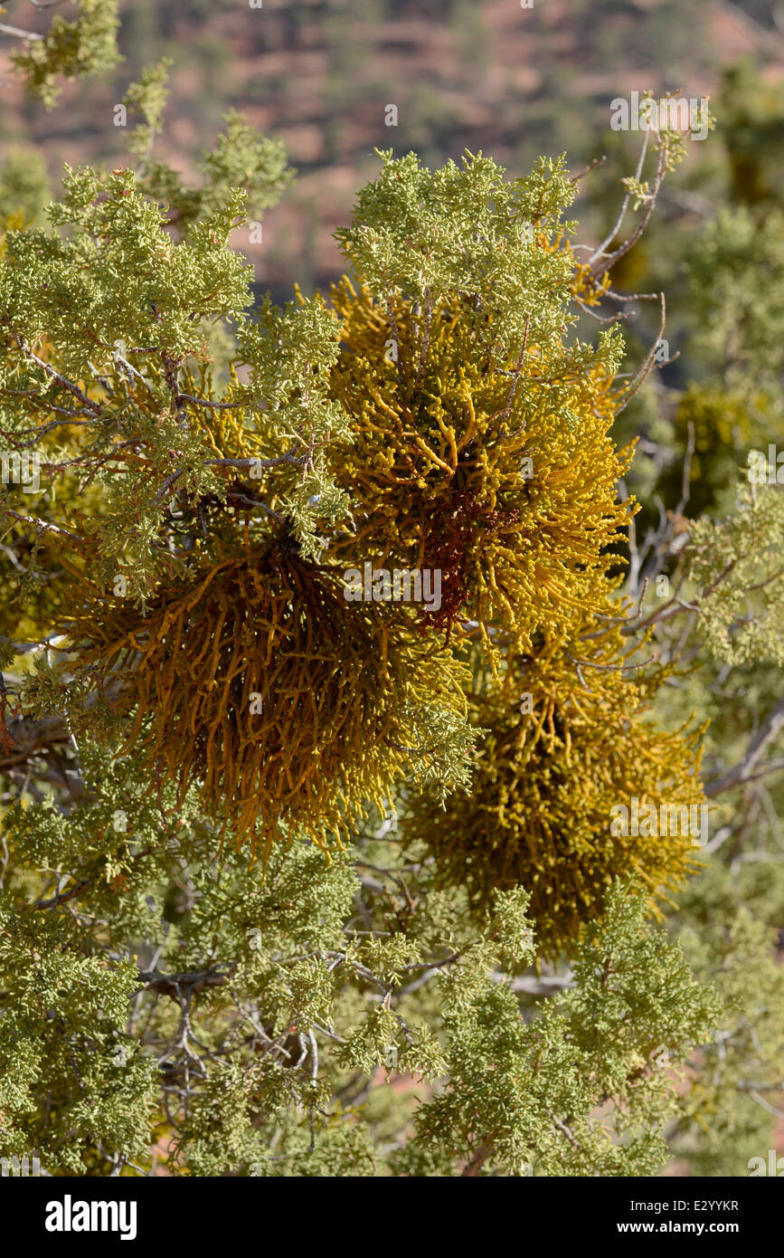 Desert Mistletoe Parasite High Resolution Stock Photography and Images ...