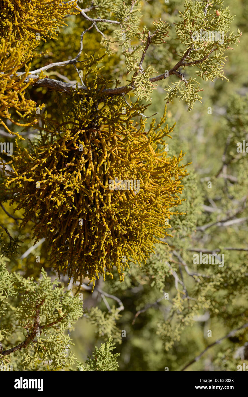 Desert mistletoe parasite hi-res stock photography and images - Alamy