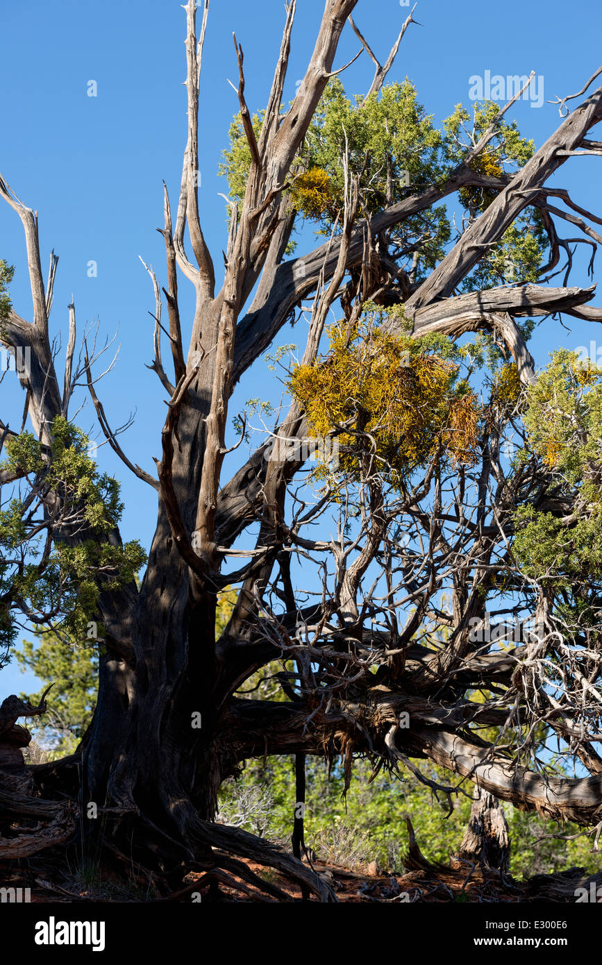 Mistletoe on juniper tree, Southern Utah Stock Photo - Alamy